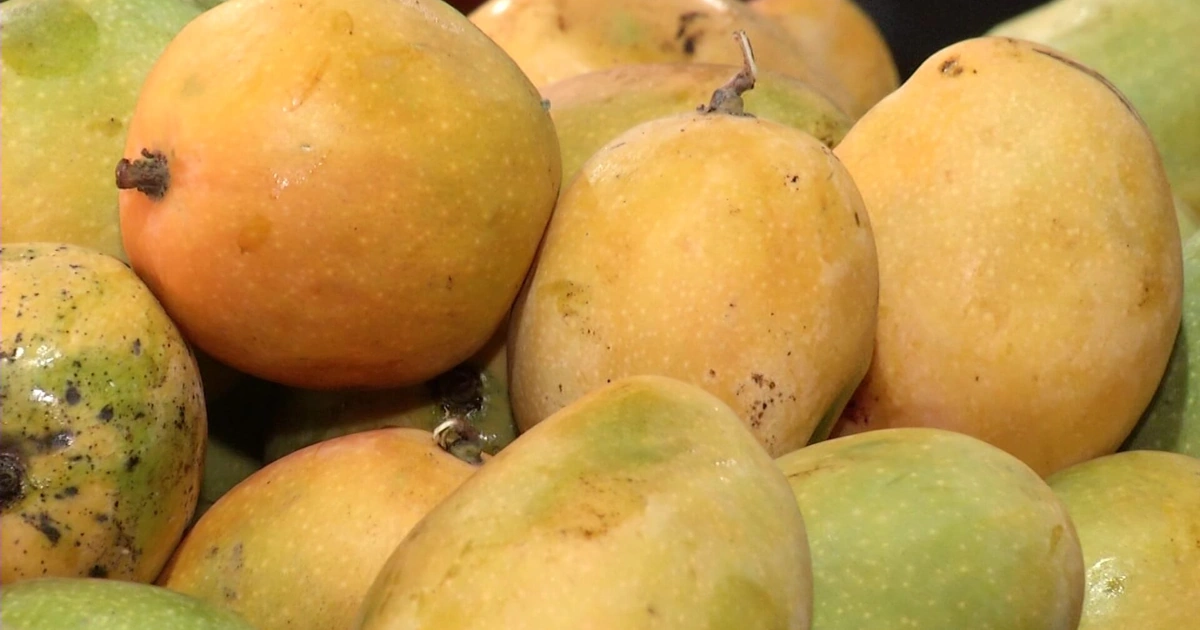 Mango colombiano ingresará a Estados Unidos
