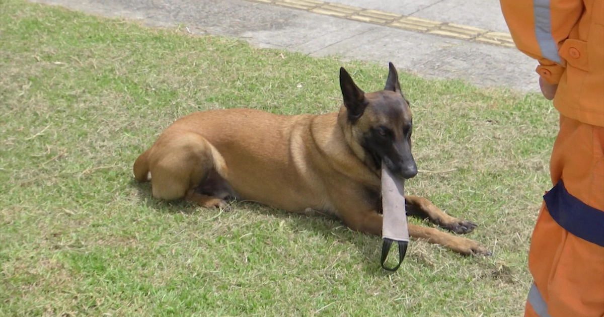 Perros rescatistas fueron claves en la búsqueda