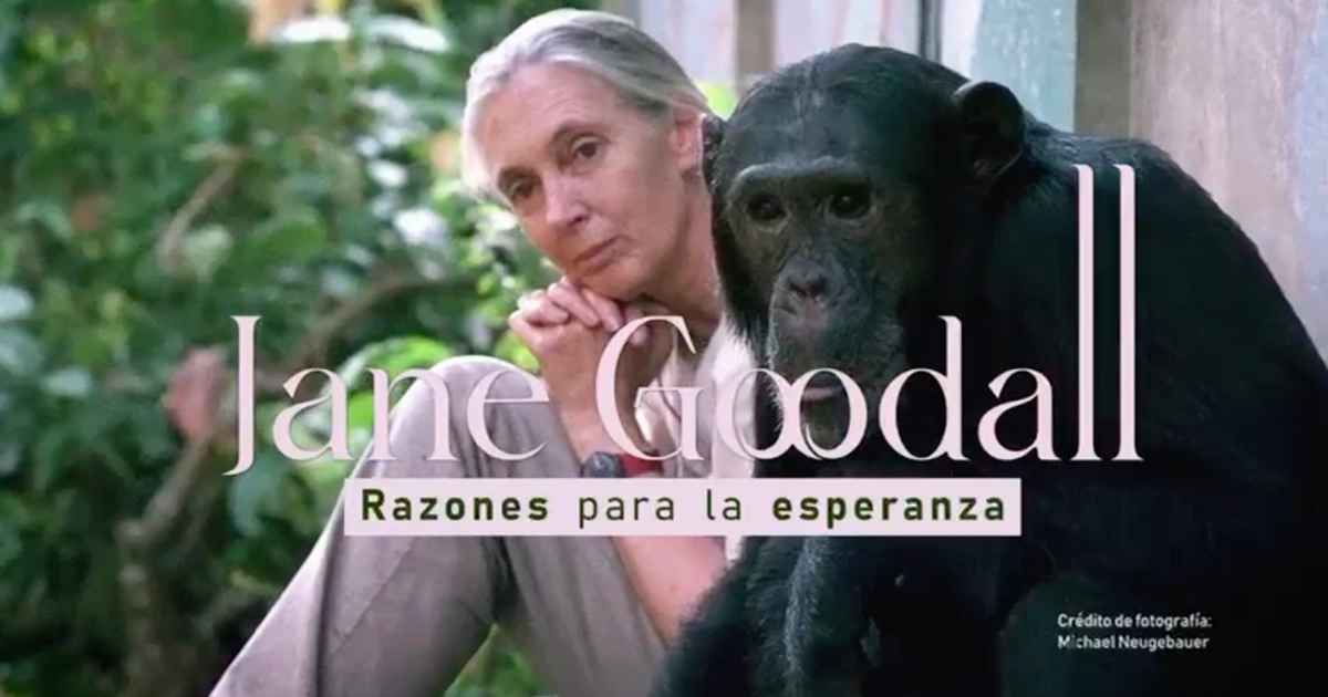 Jane Goodall trae a Medellín su mensaje de esperanza y acción ambiental ...