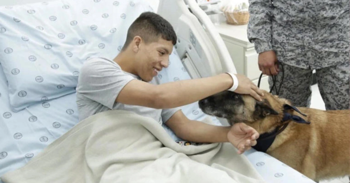 Conoce a los perros héroes que visitaron a soldados afectados por el ...