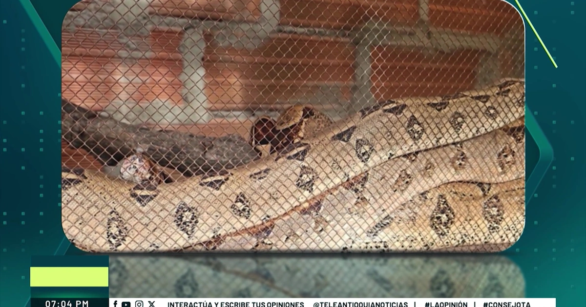 Dos hombres fueron judicializados, en Medellín y Sabaneta, por maltrato ...