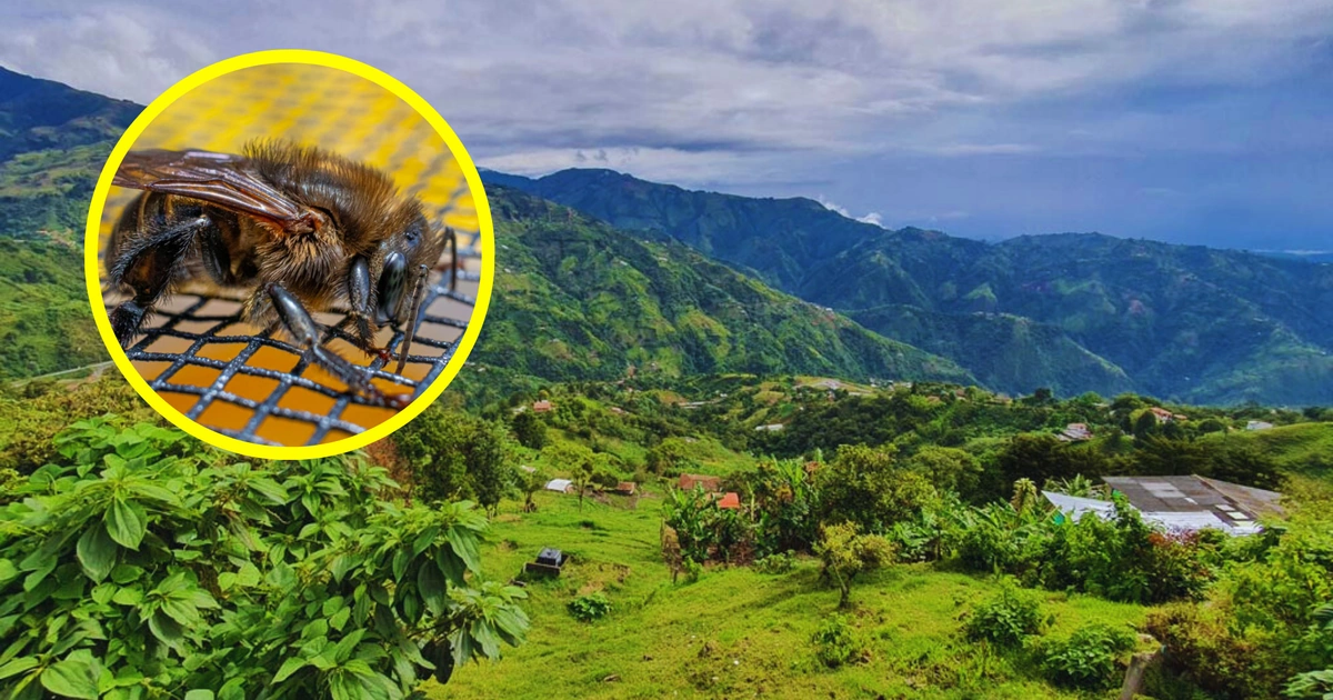 La abeja que nadie había visto: guardacuencas hallan especie inédita en ...