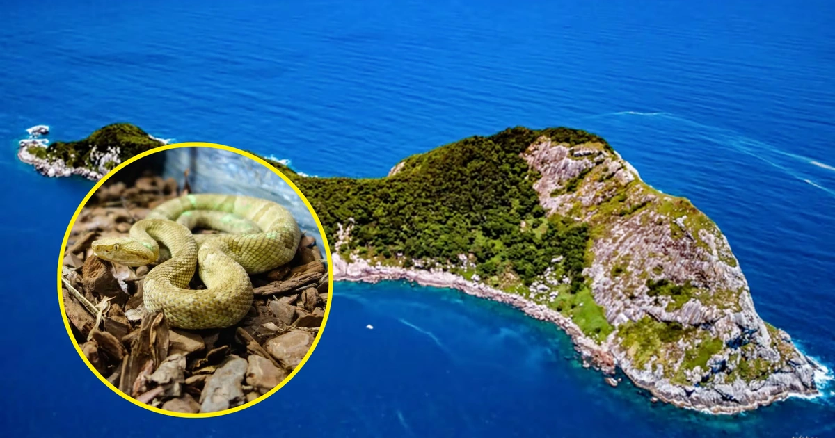 Esta es la isla más peligrosa del mundo donde habitan serpientes ...