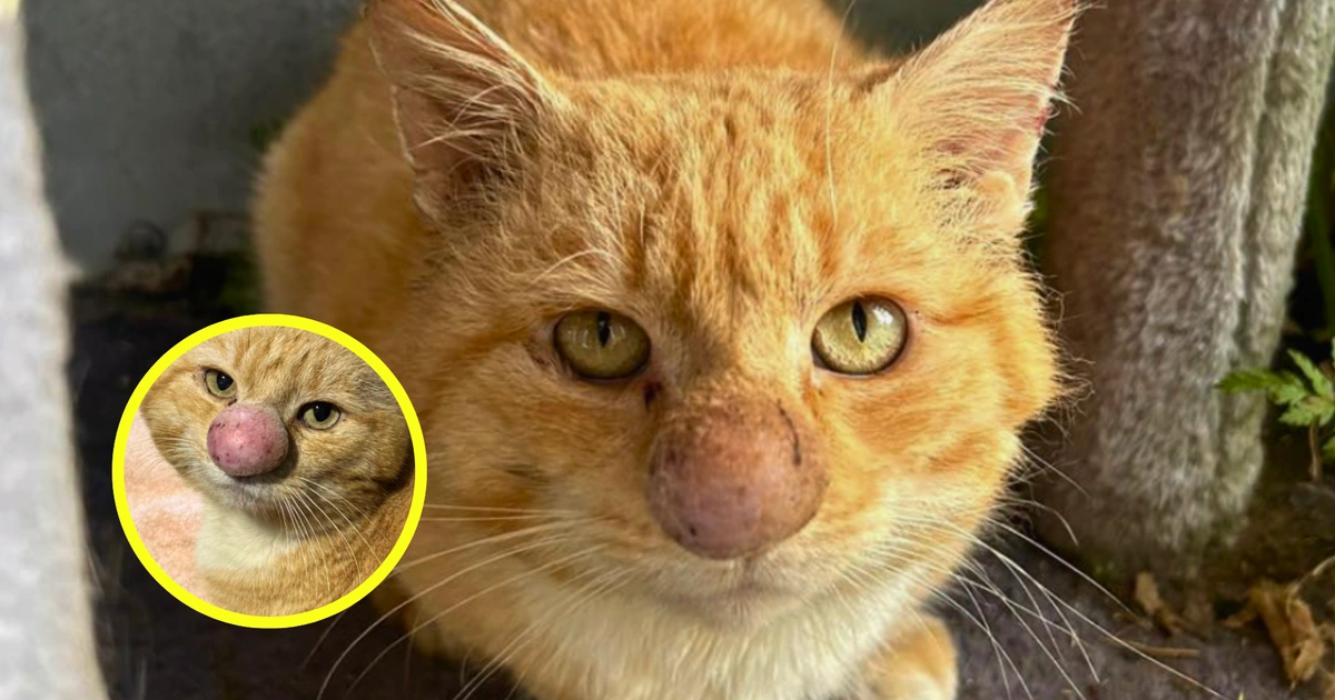 Barney, el gato “narizón” que conquistó las redes y encontró un hogar ...