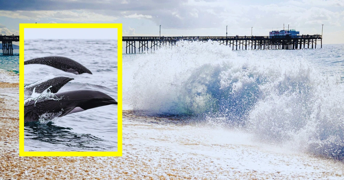 EN FOTOS | Un encuentro único: documentan a los delfines más extraños ...