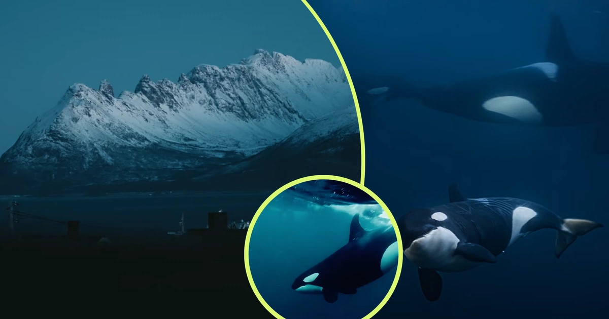 Entre auroras boreales y aguas heladas: así es nadar con orcas salvajes ...