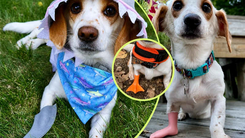 ¡Me le quito el collar! Pillen a mi colega Autumn, una perrita que le ...