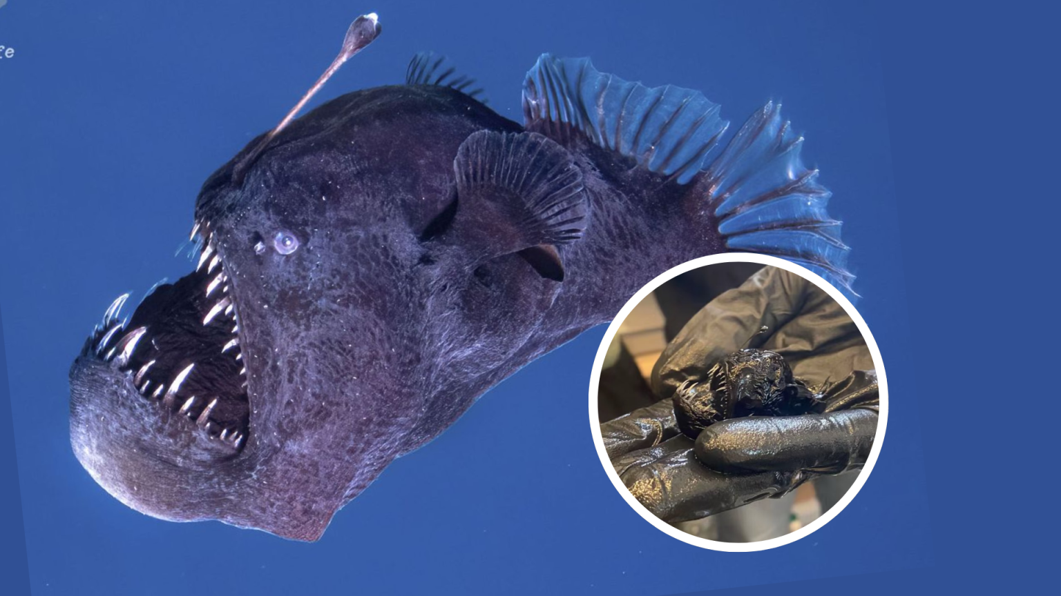 VIDEO: El sorprendente tamaño del pez diablo avistado en España