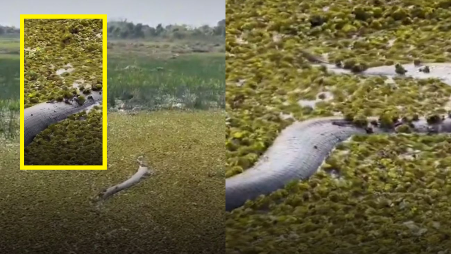 VIDEO | Así fue el momento en que un biólogo se topó con una anaconda ...