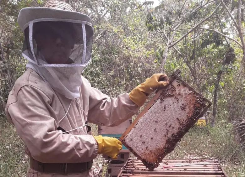 La apuesta de transformación del Bosque Katío, en Turbo, Antioquia, en ...