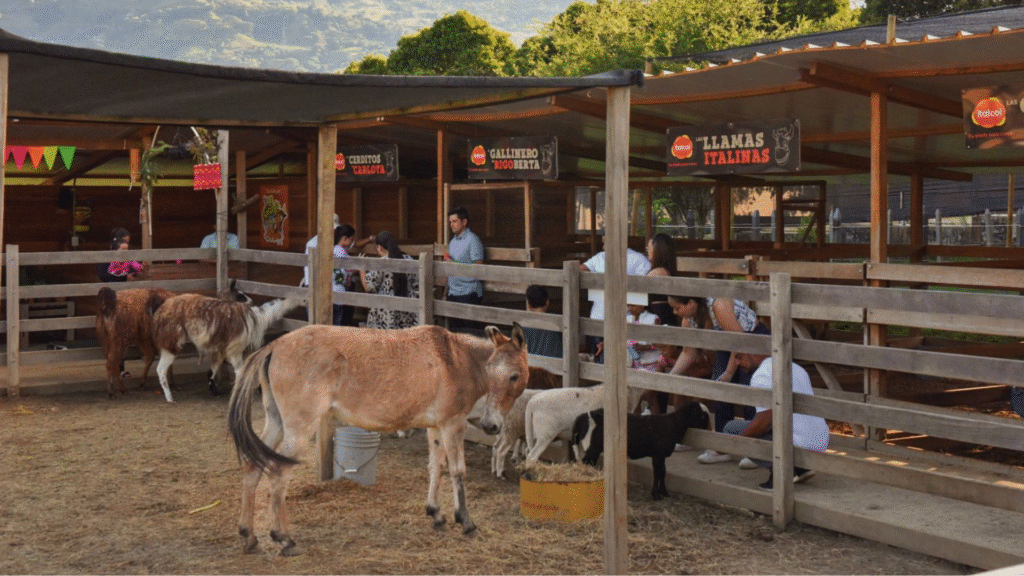 Rigoberto Urán pasó del pelotón a los fogones… y ahora tienes que ver ...